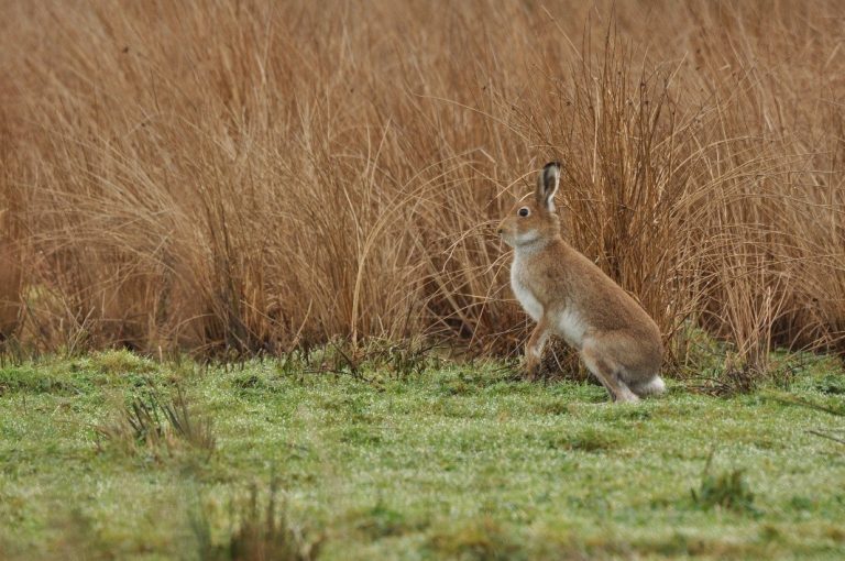 Irish Hare - Lepus Timidus Hibernicus - Species Focus - Lough Neagh ...