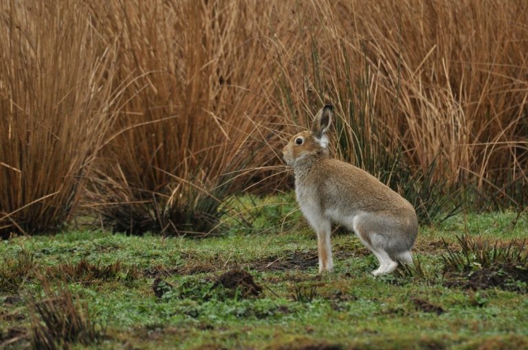 Irish Hare - Lepus Timidus Hibernicus - Species Focus - Lough Neagh ...