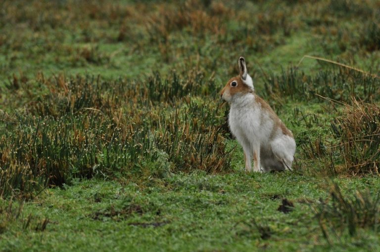 Irish Hare - Lepus Timidus Hibernicus - Species Focus - Lough Neagh ...