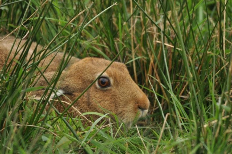 Irish Hare - Lepus Timidus Hibernicus - Species Focus - Lough Neagh ...