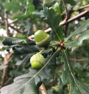 Species Focus - Oak (Quercus spp.) - loughneaghpartnership.org