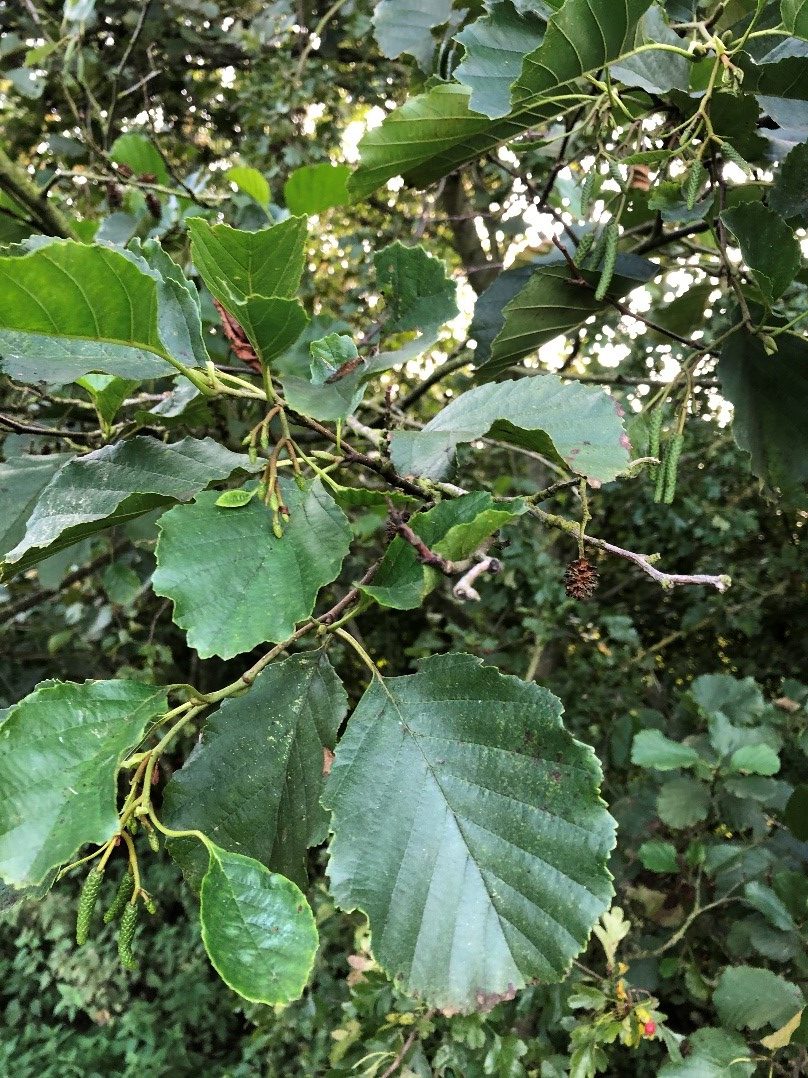 Species Focus- Alder (Alnus glutinosa) - LoughNeaghPartnership.org